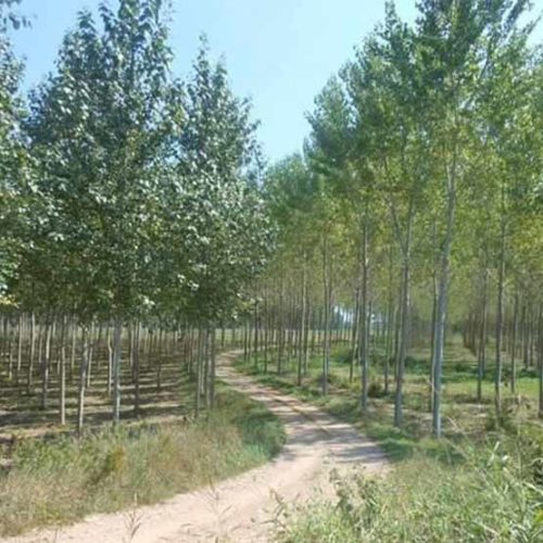 Via Postumia (tratto lombardo) - Turismo in cammino